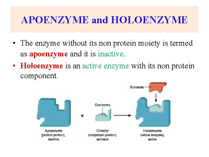 Enzymes History First biological catalysis was first recognized