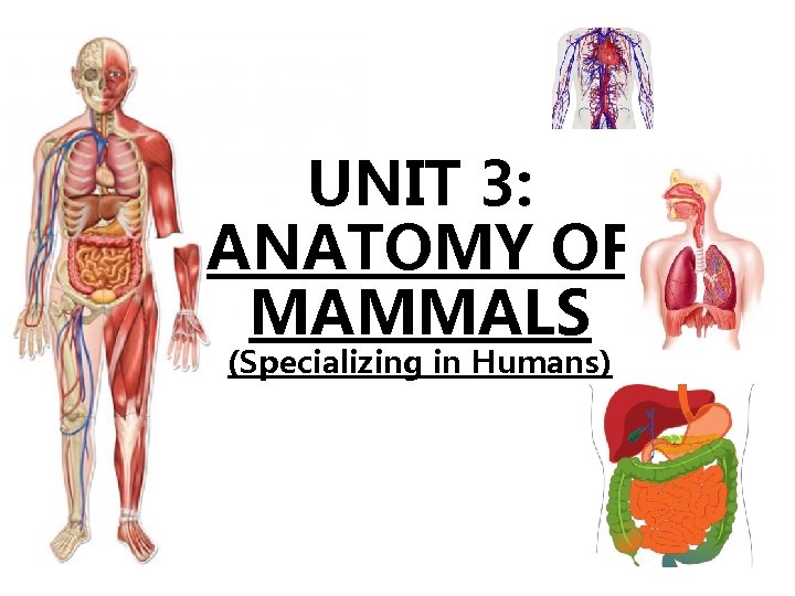 UNIT 3 ANATOMY OF MAMMALS Specializing in Humans