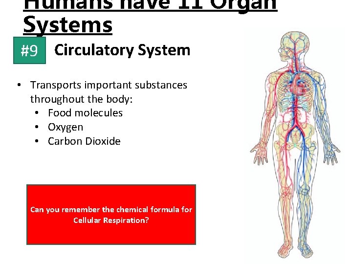 UNIT 3 ANATOMY OF MAMMALS Specializing in Humans
