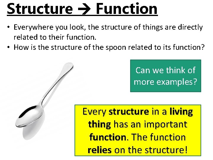 UNIT 3 ANATOMY OF MAMMALS Specializing in Humans