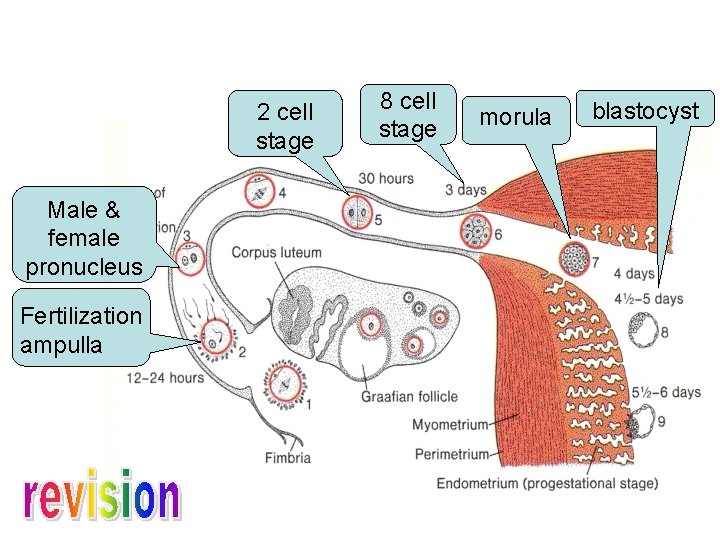 2 cell stage Male female pronucleus Fertilization ampulla