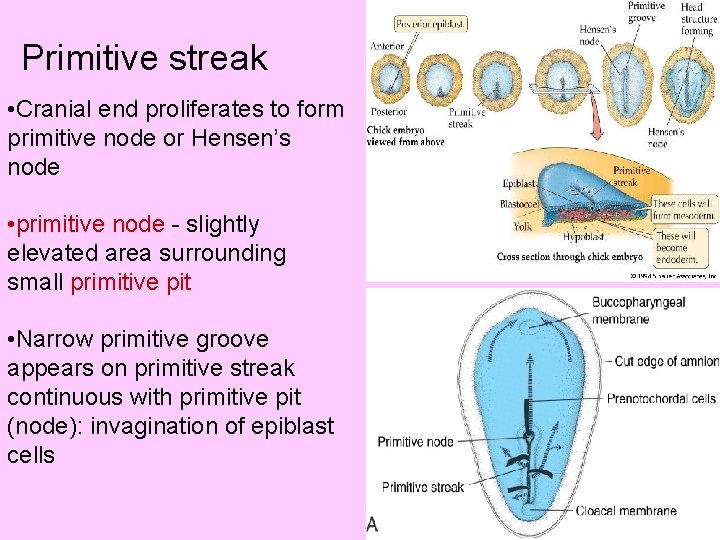 2 cell stage Male female pronucleus Fertilization ampulla