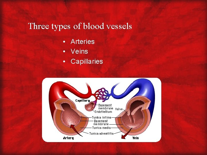 The Blood Vessels Roadways of the Body What