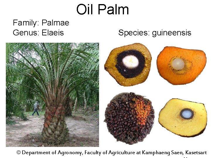 Oil Palm Family Palmae Genus Elaeis Species guineensis