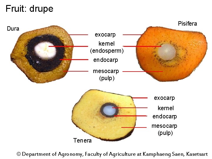Oil Palm Family Palmae Genus Elaeis Species guineensis