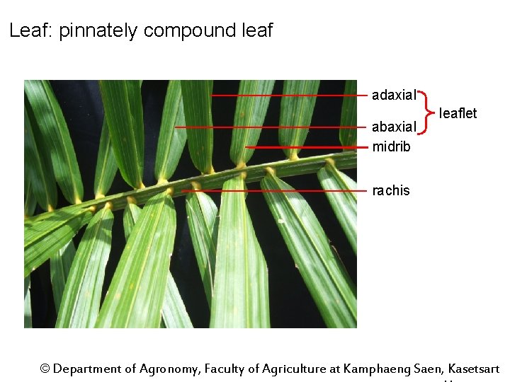 Oil Palm Family Palmae Genus Elaeis Species guineensis