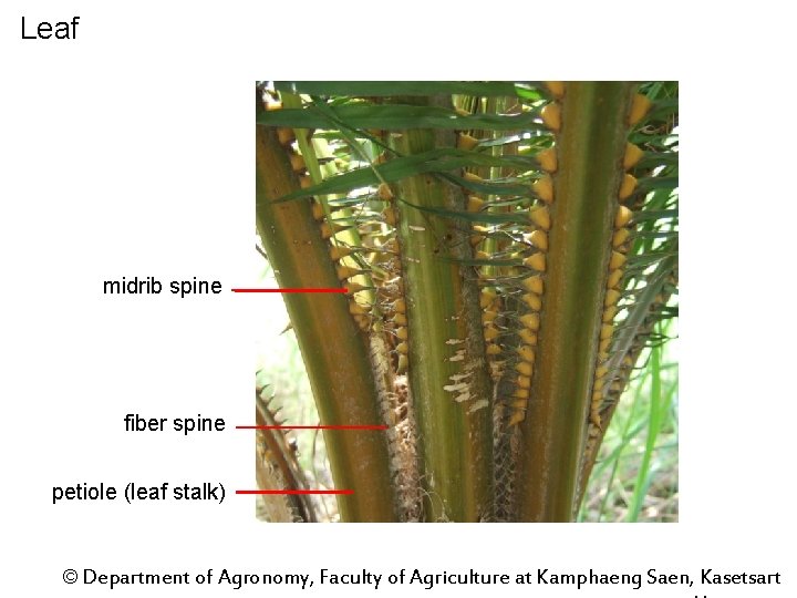 Oil Palm Family Palmae Genus Elaeis Species guineensis
