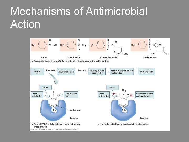CHAPTER 10 Controlling Microbial Growth in the Body
