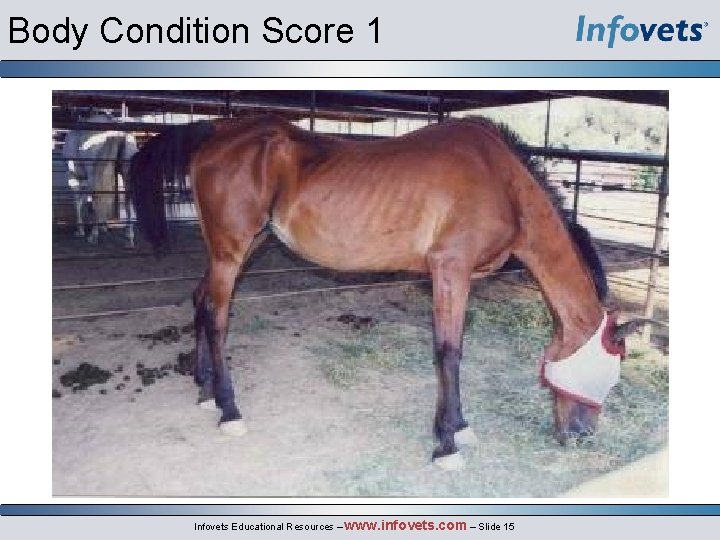 A 76 Equine Feeding Nutrition Lesson Outline Introduction