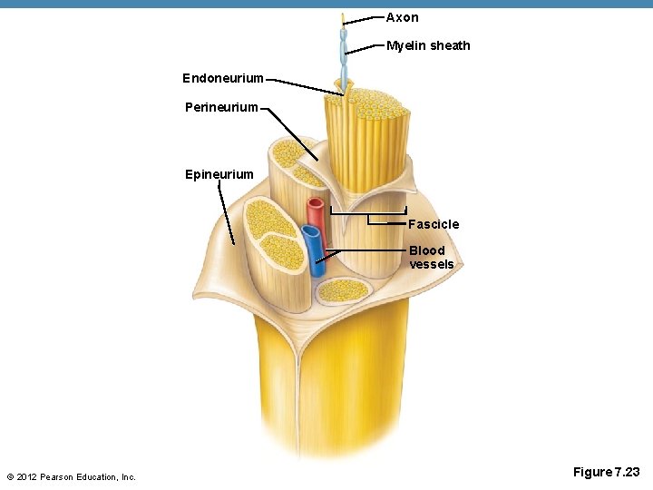 Power Point Lecture Slides Prepared by Patty BostwickTaylor