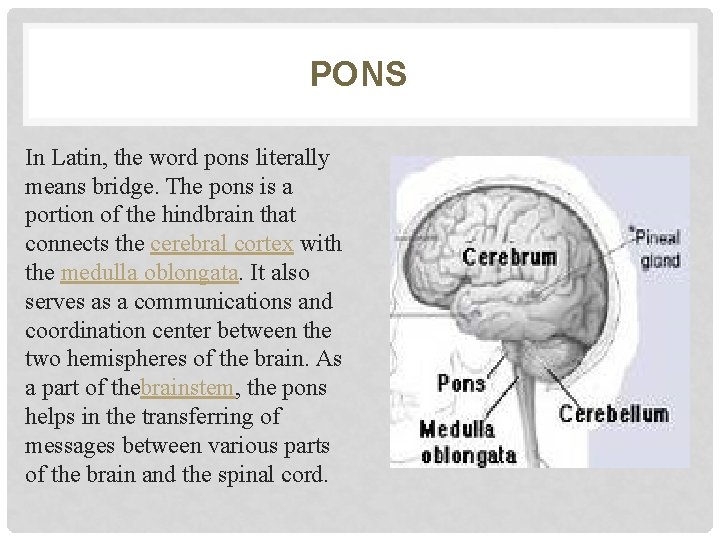 THE BRAIN Lesion tissue destruction a brain lesion