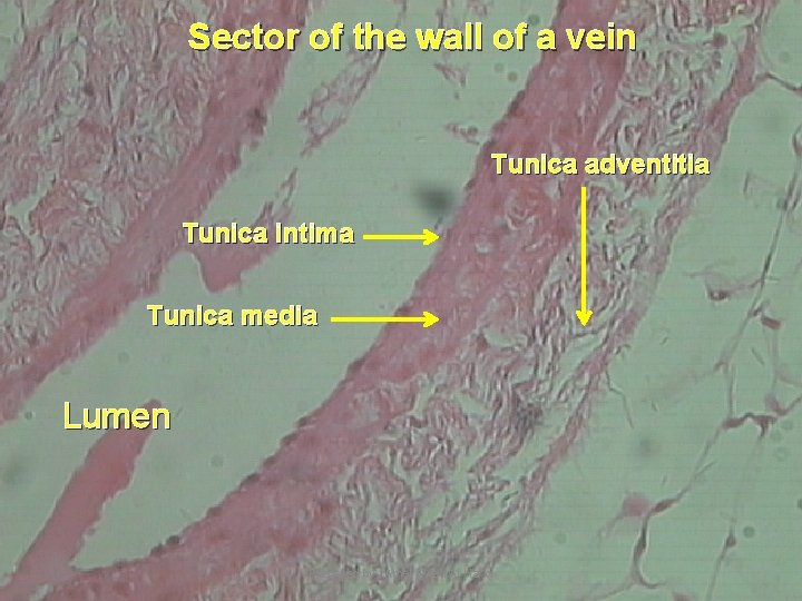 The blood vessels The Urinary System Prepared by