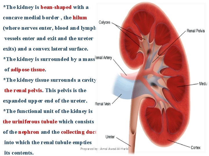 The blood vessels The Urinary System Prepared by