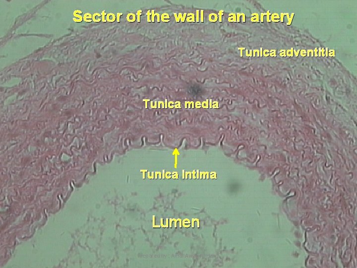 The blood vessels The Urinary System Prepared by
