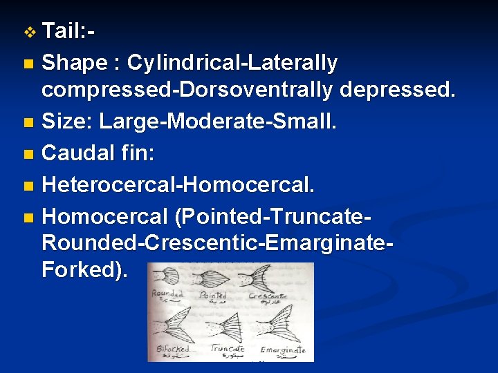 Animal Taxonomy Vertebrate taxonomy 305 Z 3 rd