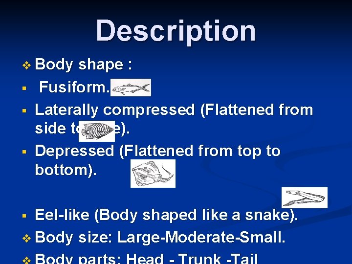 Animal Taxonomy Vertebrate taxonomy 305 Z 3 rd