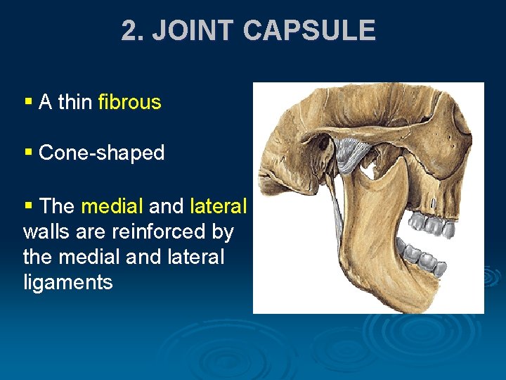 ARTICULATIO TEMPOROMANDIBULARIS Temporomandibular joint Allows for ...