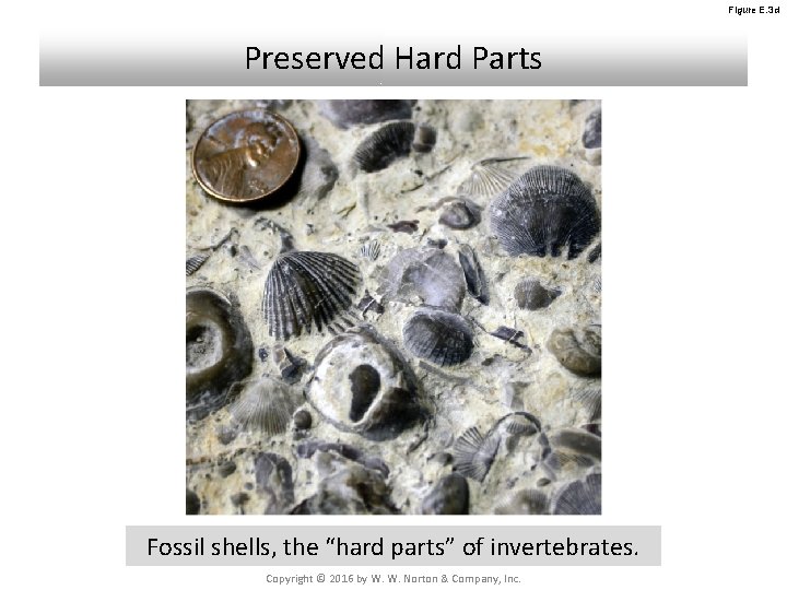 Memories of Past Life Fossils and Evolution INTERLUDE