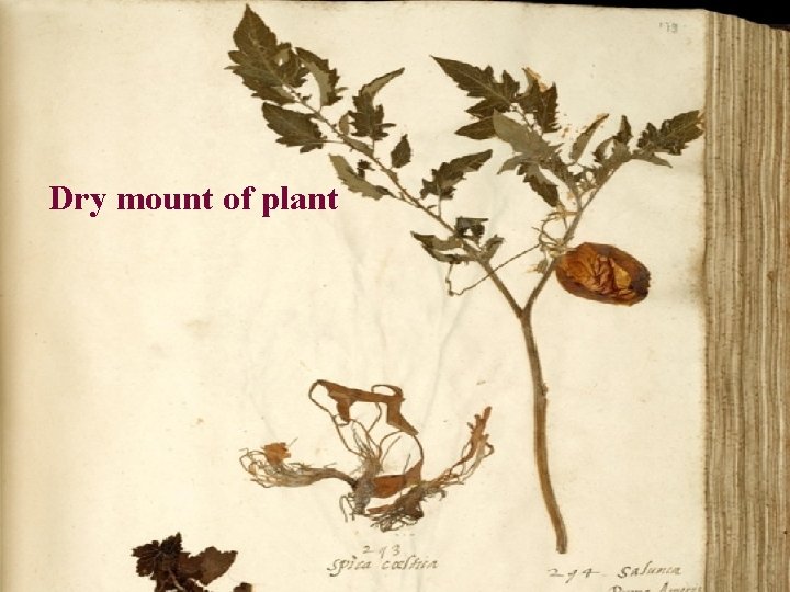 Dry mount of plant Dry mount of plant