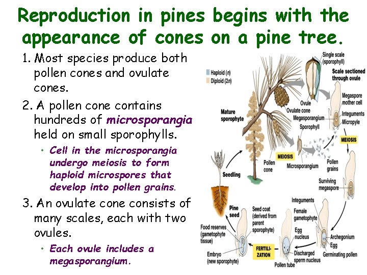 Life cycles and reproductive structures Outline The production