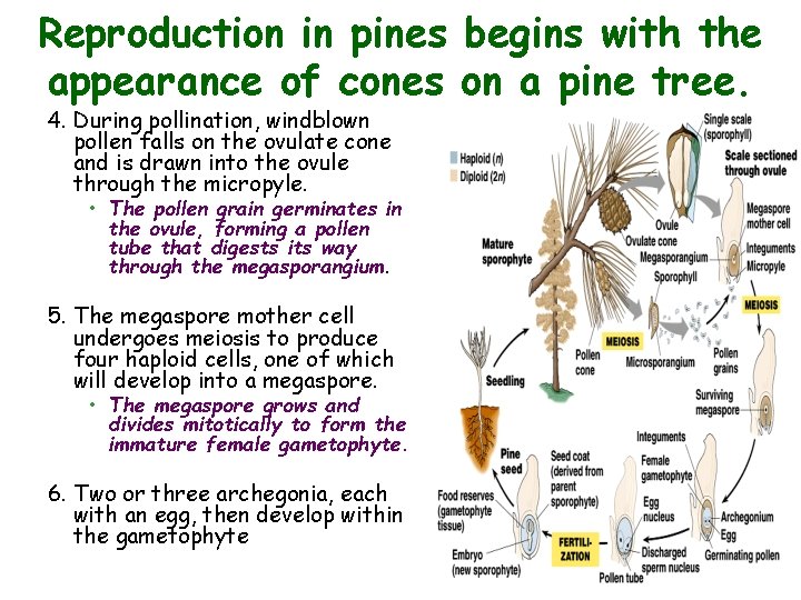 Life cycles and reproductive structures Outline The production