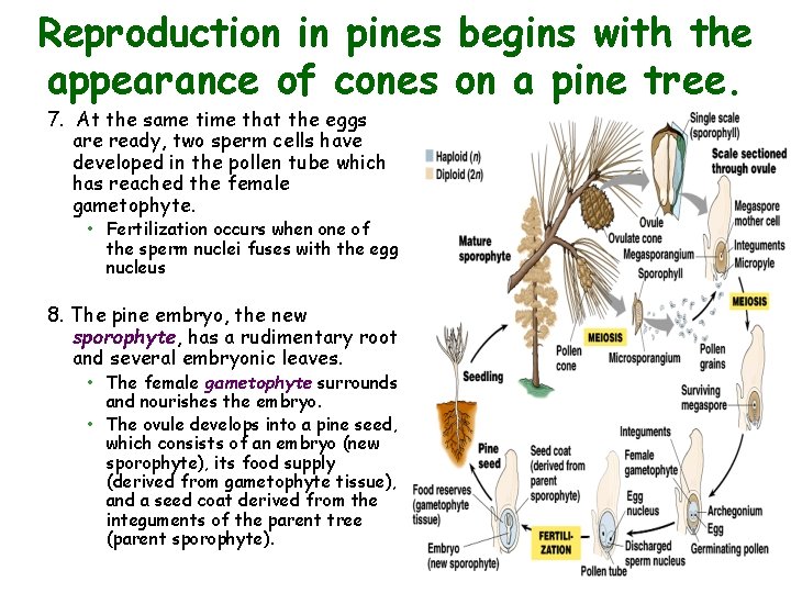 Life cycles and reproductive structures Outline The production