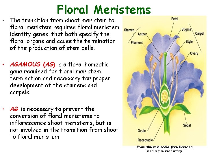 Life cycles and reproductive structures Outline The production