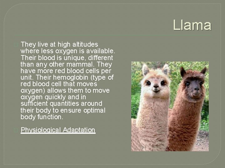 Animals and Their Adaptations By Camryn Audet Llama