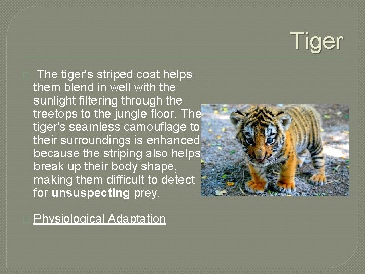 Animals and Their Adaptations By Camryn Audet Llama