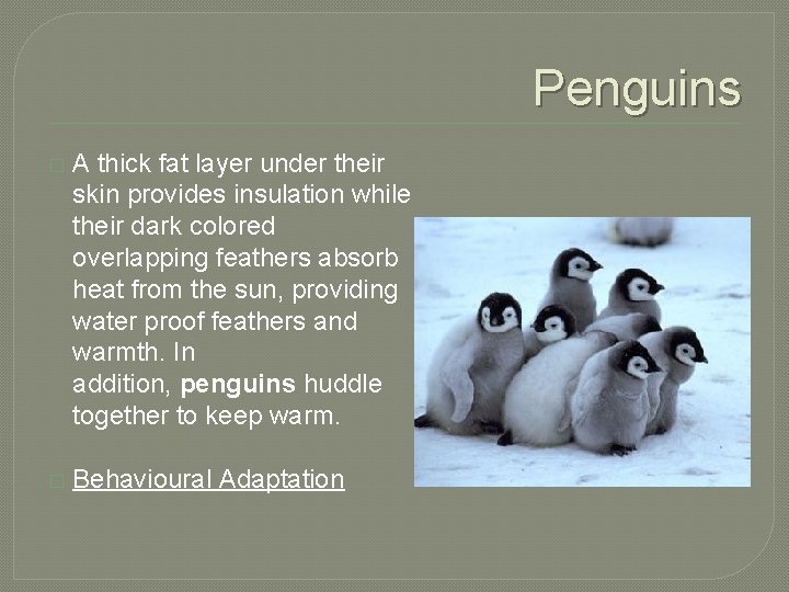 Animals and Their Adaptations By Camryn Audet Llama