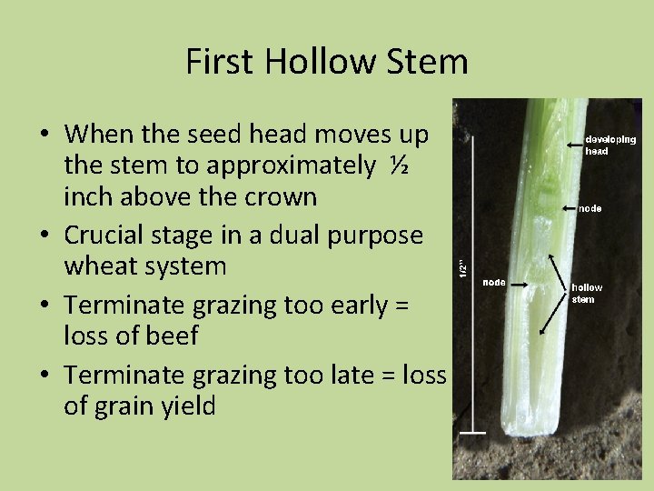 Methods of Determining Canopy Closure in Winter Wheat