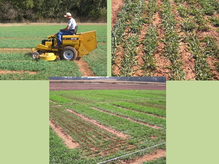 Methods of Determining Canopy Closure in Winter Wheat