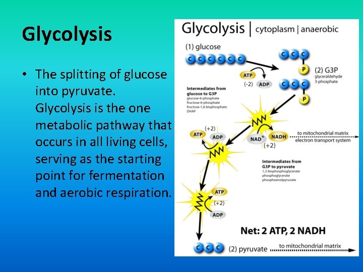 Topic 2 8 Cell Respiration IB Biology Cell