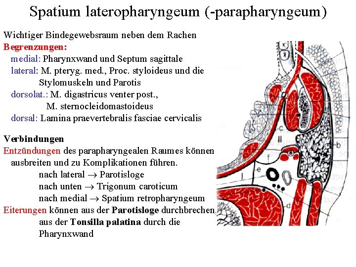 Isthmus fautium Gaumen Rachen und Gebiete um Rachen