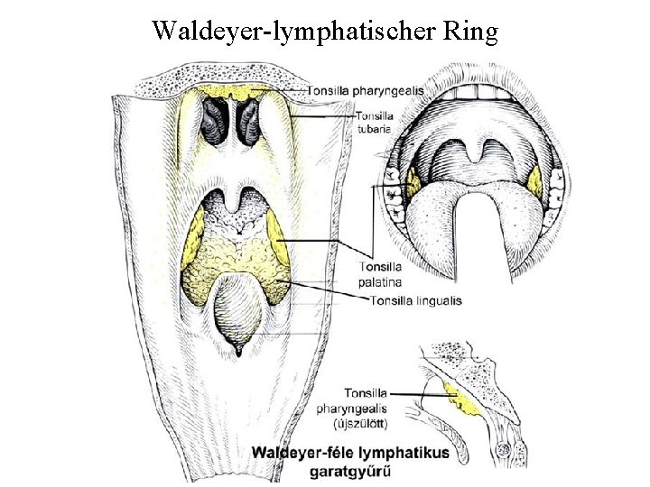 Isthmus fautium Gaumen Rachen und Gebiete um Rachen
