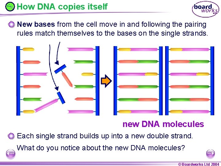 KS 4 Biology Chromosomes Genes and DNA Boardworks
