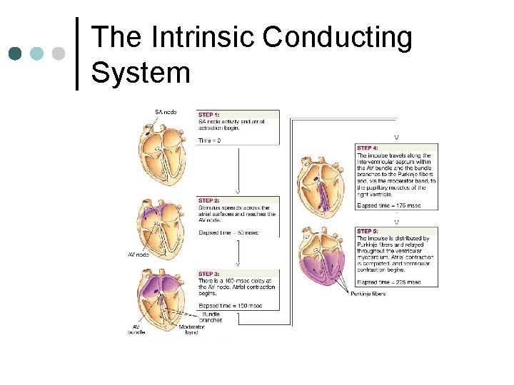 Exercise 35 Anatomy of the Heart Gross anatomy