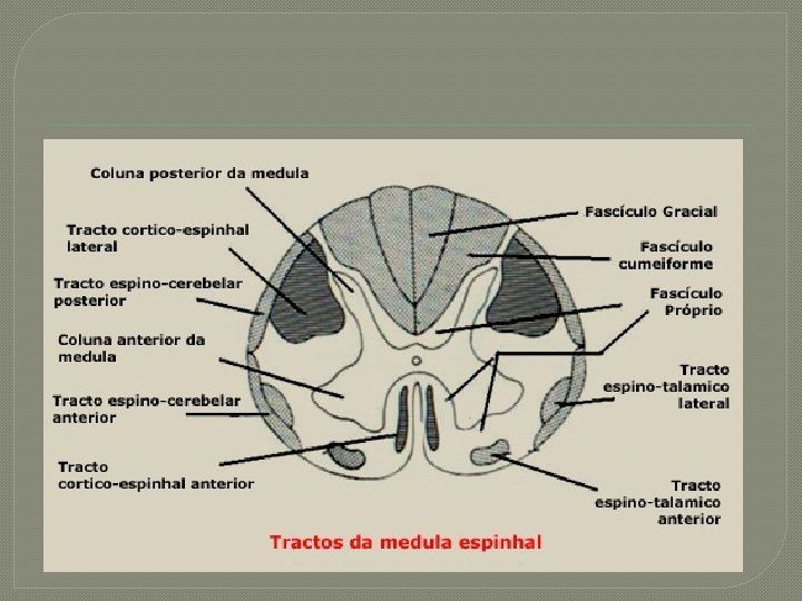 Anatomia do Sistema Nervoso Central Rafael Coutinho Membro