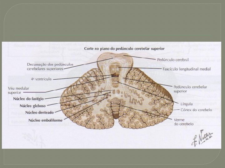 Anatomia do Sistema Nervoso Central Rafael Coutinho Membro