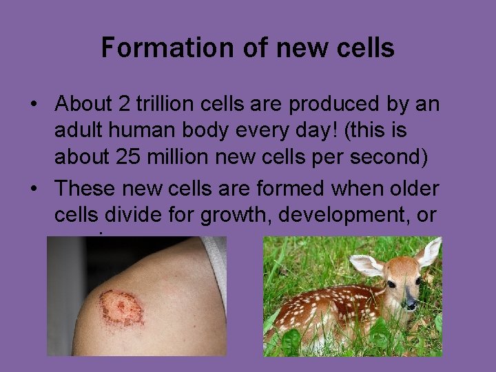 Warm Up What are all the stages of