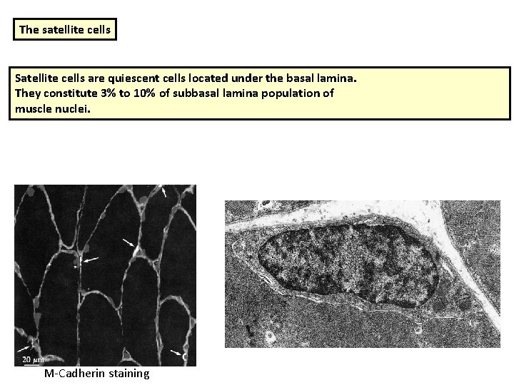 Cours Master 1 Biologie Molculaire de la Cellule