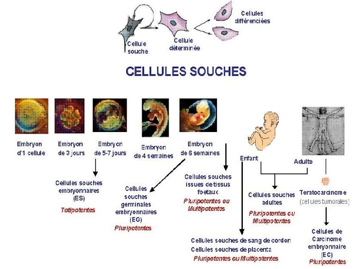 Cours Master 1 Biologie Molculaire de la Cellule