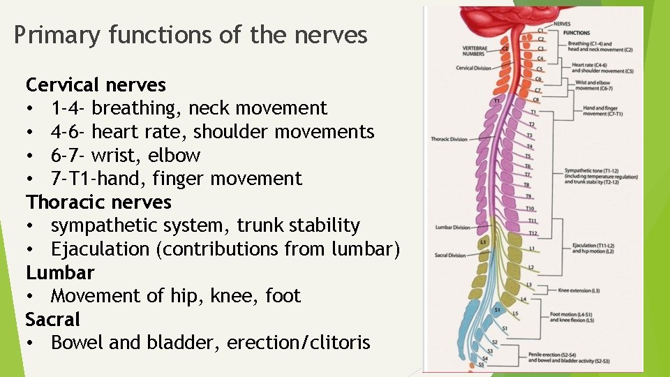 Is it a C5 or a T12 Understanding