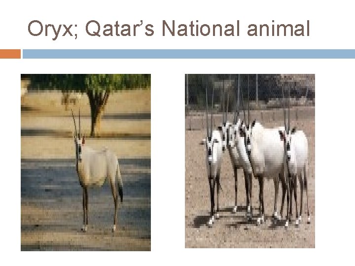 ANIMALS IN QATAR Prepared by Group 1 Arooj