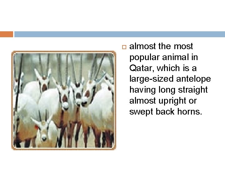 ANIMALS IN QATAR Prepared by Group 1 Arooj