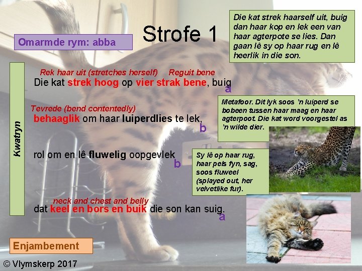 Huiskat Elisabeth Eybers Vooraf Is jy n kattemens