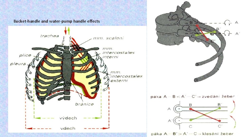 Respiratory system Buckethandle and waterpump handle effects PLEURA