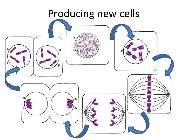 National 5 NAR revision Multicellular organisms Producing new