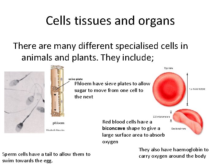National 5 NAR revision Multicellular organisms Producing new