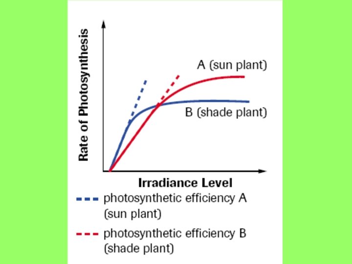 Factors that Affect Photosynthesis Light Intensity and Photosynthesis